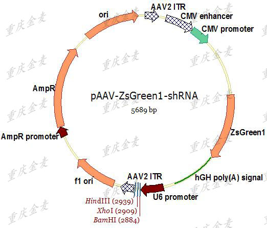重庆科研试剂耗材销售|生物技术服务|动物模型制备|分子生物学-重庆金麦生物技术有限公司