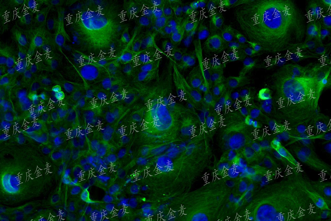 重庆科研试剂耗材销售|生物技术服务|动物模型制备|分子生物学-重庆金麦生物技术有限公司