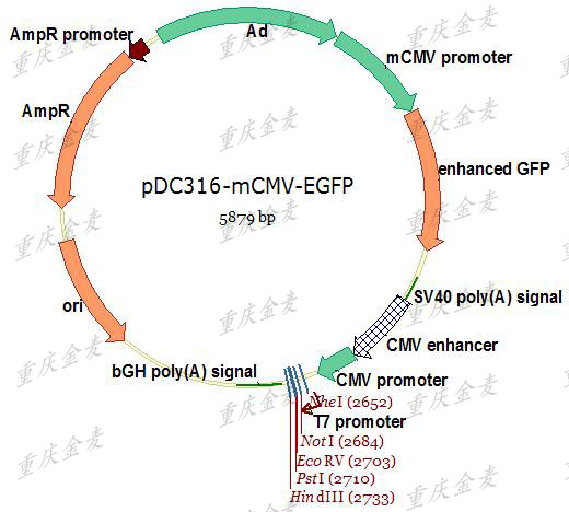 重庆科研试剂耗材销售|生物技术服务|动物模型制备|分子生物学-重庆金麦生物技术有限公司