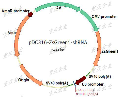 重庆科研试剂耗材销售|生物技术服务|动物模型制备|分子生物学-重庆金麦生物技术有限公司